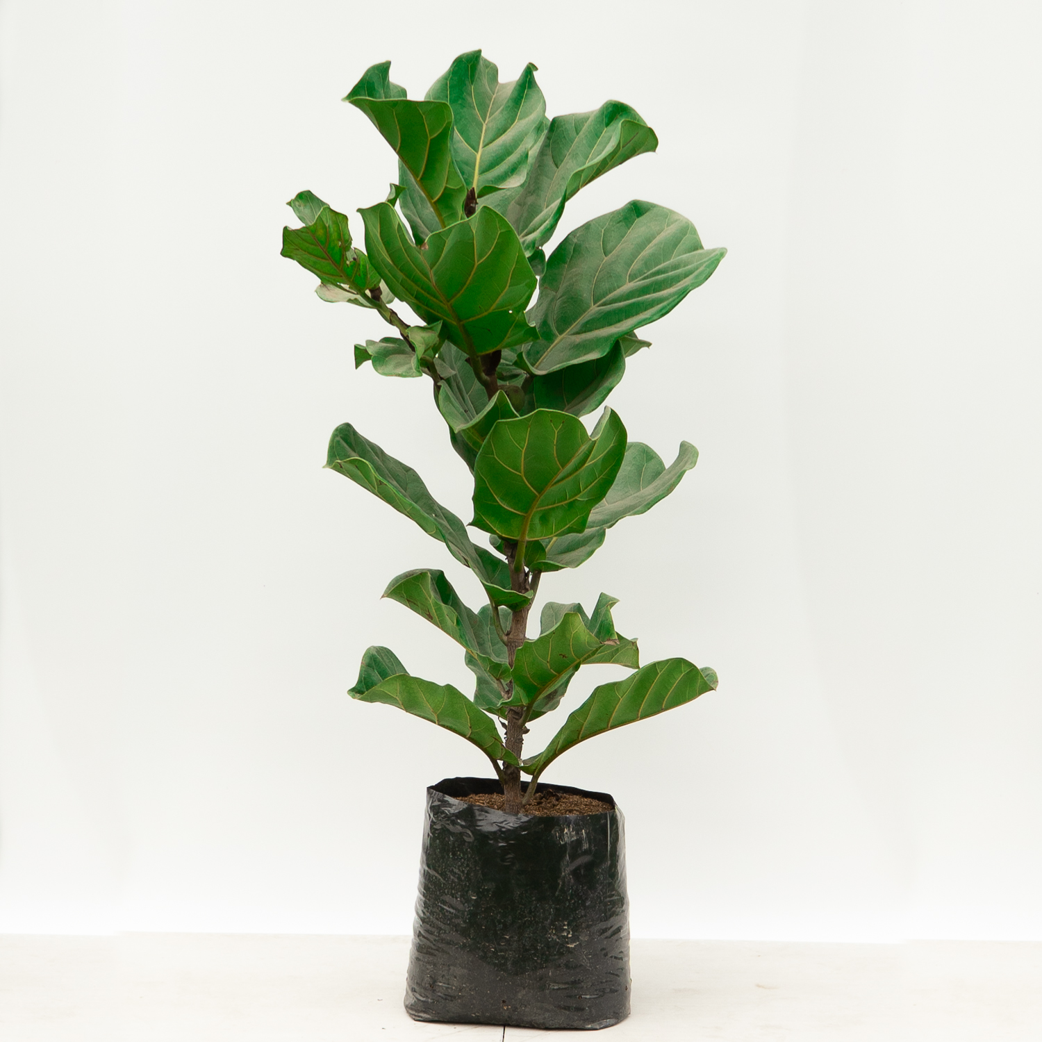 Ficus Lyrata - Vivero 4 Estaciones